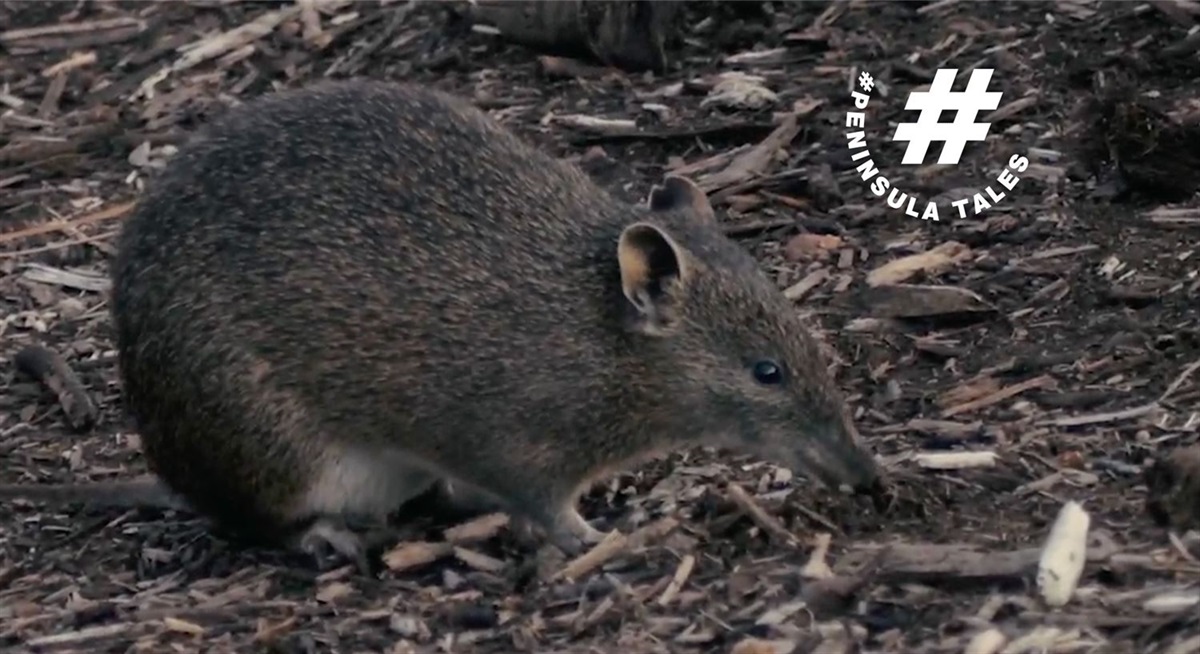 The return of the bandicoots: tiny gardeners transforming The Briars ...