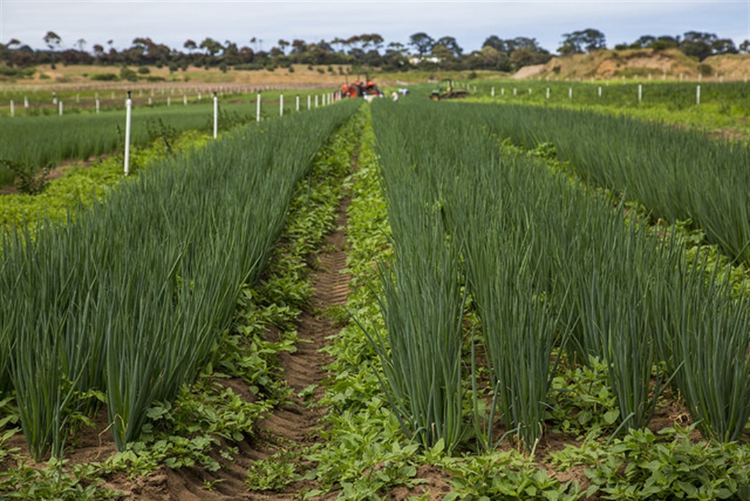 Farm gates - Mornington Peninsula Shire