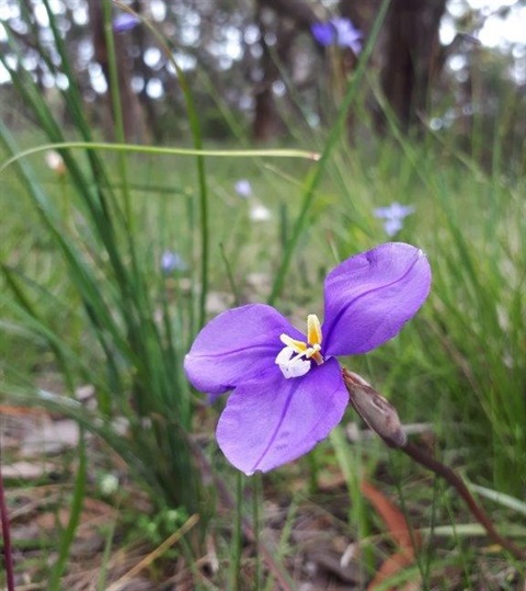 Plants of the Peninsula - Mornington Peninsula Shire