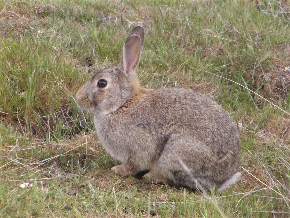 How to control Rabbits on your property - Mornington Peninsula Shire