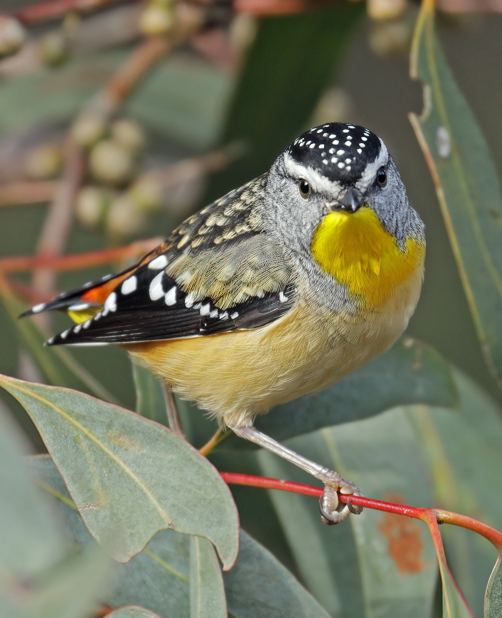 Mornington Peninsula Bird Festival - Mornington Peninsula Shire